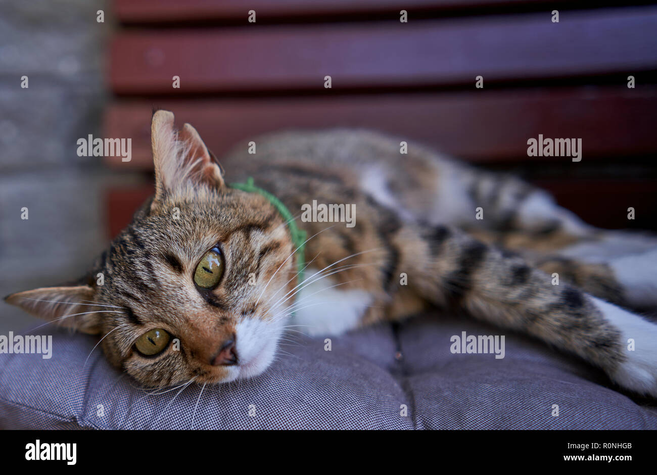 cat on the bench Stock Photo - Alamy