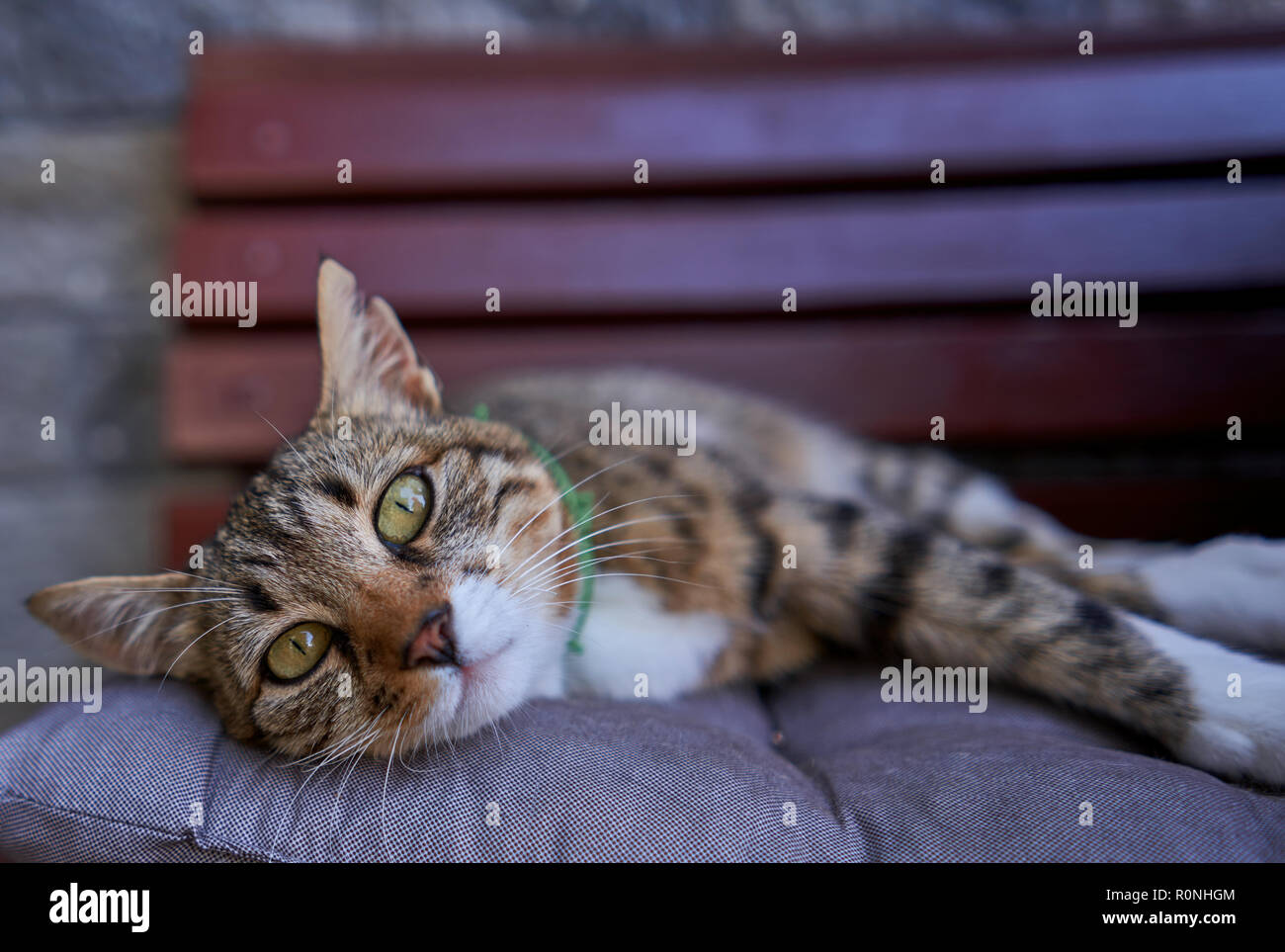 cat on the bench Stock Photo - Alamy