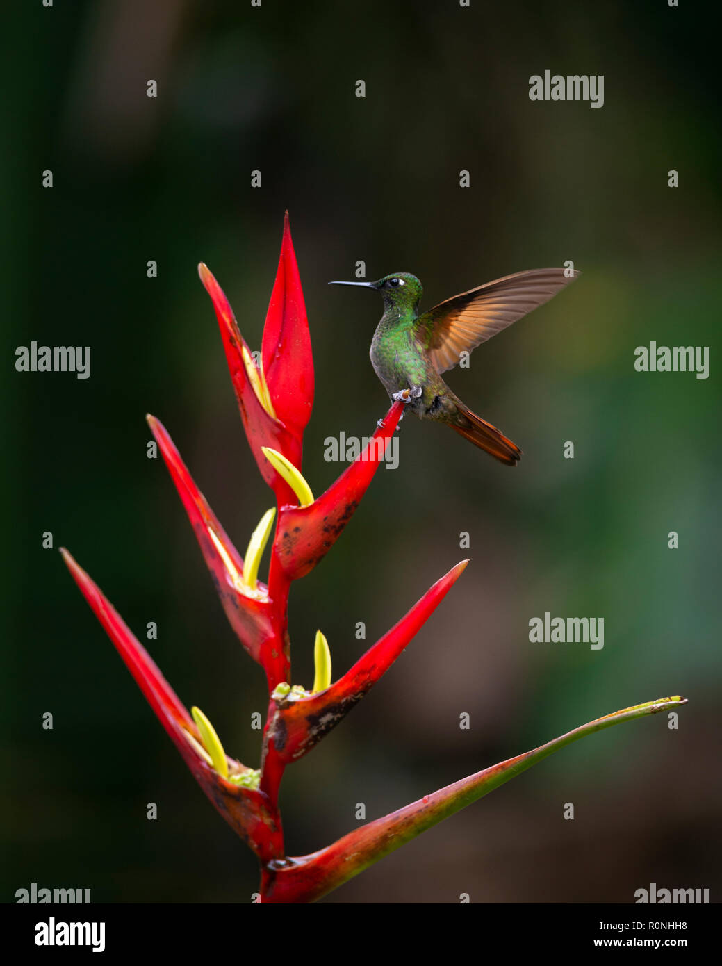 Beija flor rubi hi-res stock photography and images - Alamy