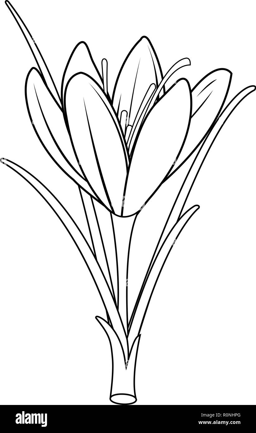 Crocus sativus painting Stock Vector Images - Alamy