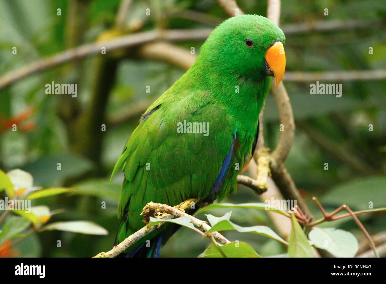 Eclectus parrot solomon islands hi-res stock photography and images - Alamy