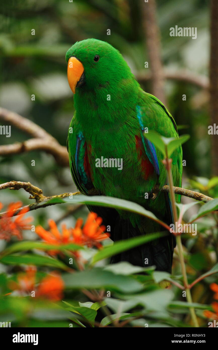 Eclectus parrot ((Eclectus roratus Stock Photo - Alamy