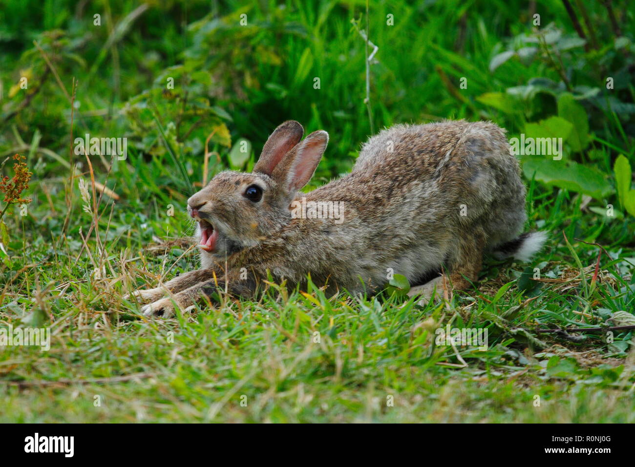 Rabbit yawning hi-res stock photography and images - Alamy