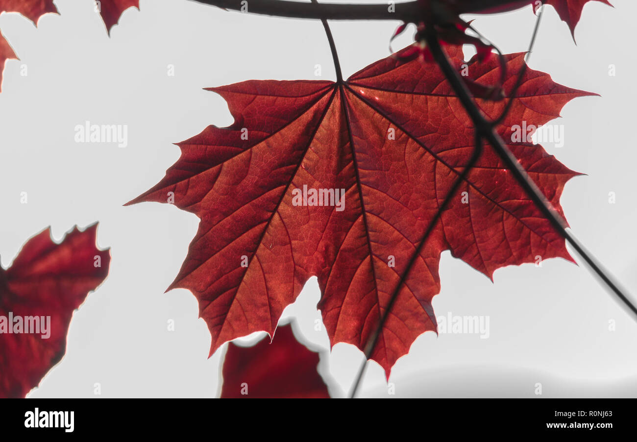 Maple tree nature hi-res stock photography and images - Alamy