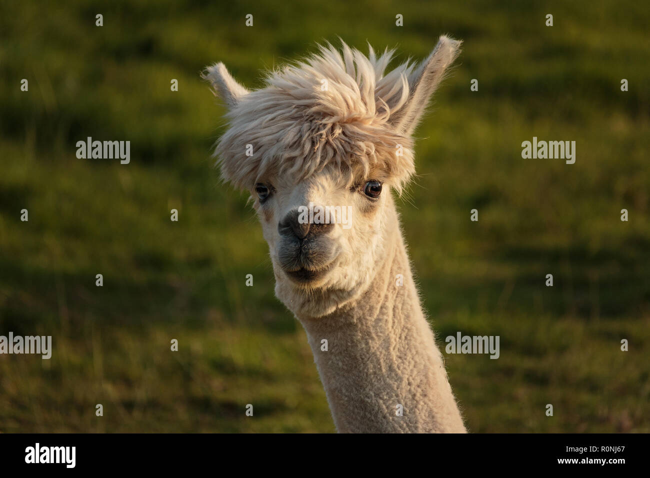 Animal alpaca hi-res stock photography and images - Alamy
