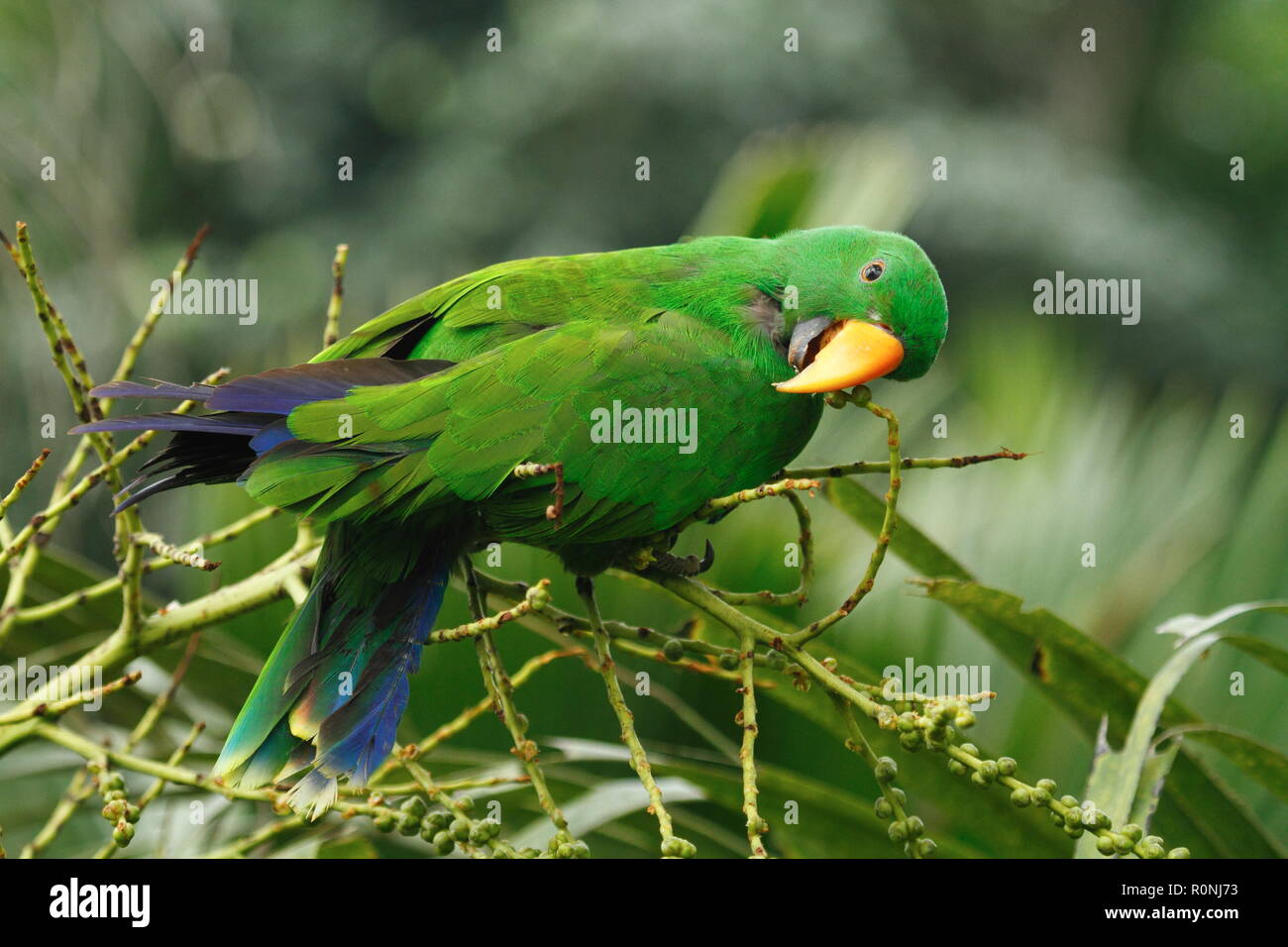 Eclectus parrot solomon islands hi-res stock photography and images - Alamy