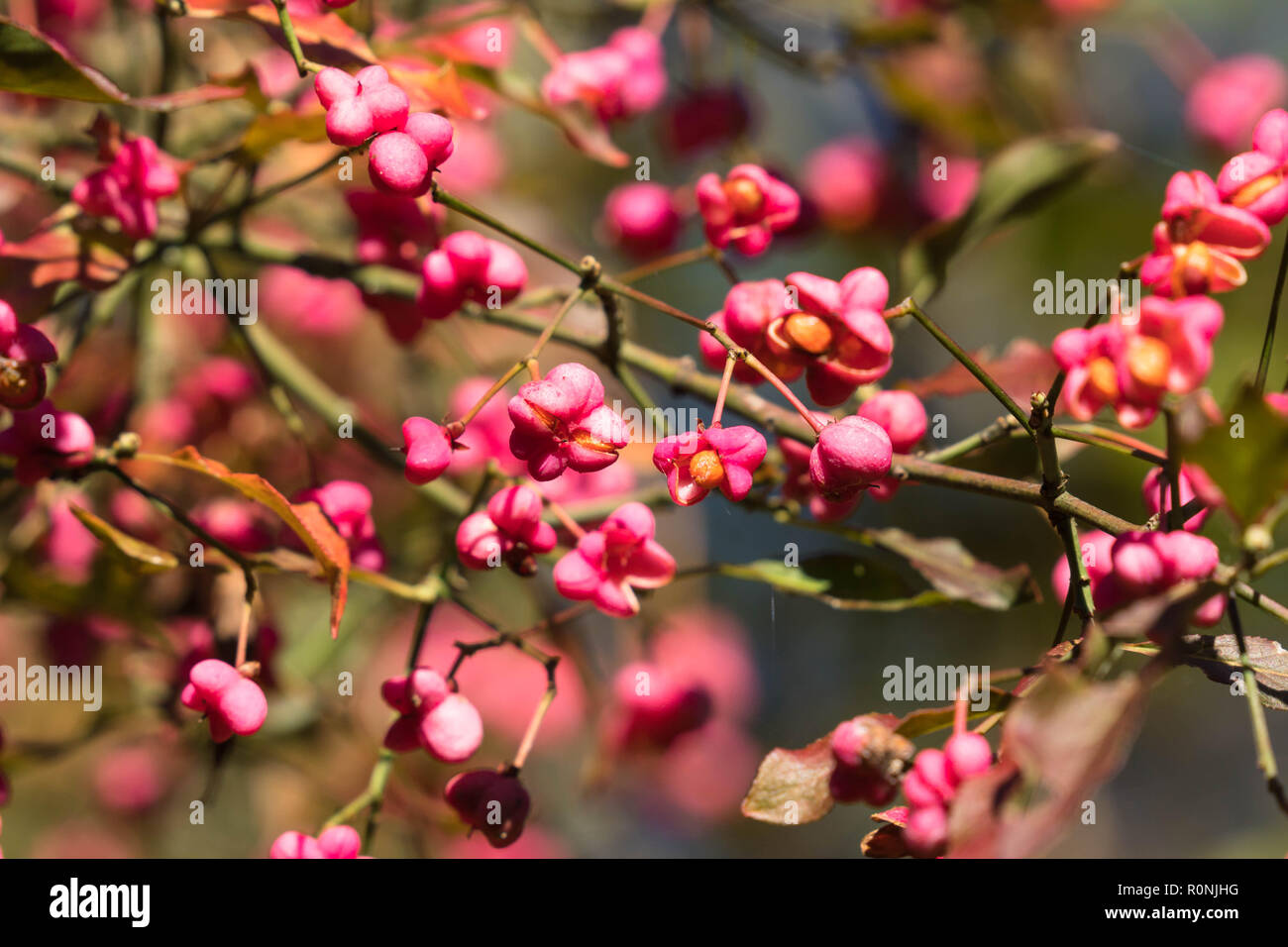 Fruit of the Common Spindle tree (Euonymus europaeus) on a nature ...