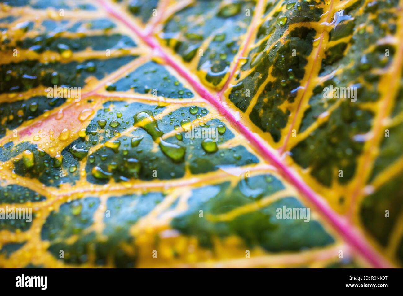 Wet leaf hi-res stock photography and images - Alamy