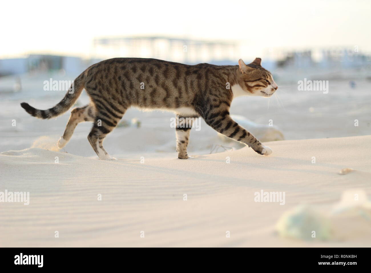 cat in marina beach Stock Photo - Alamy
