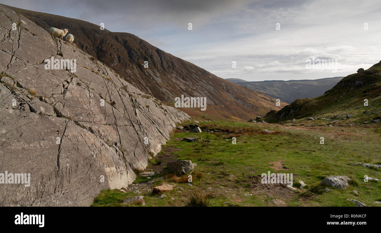 National animal of wales hi-res stock photography and images - Alamy