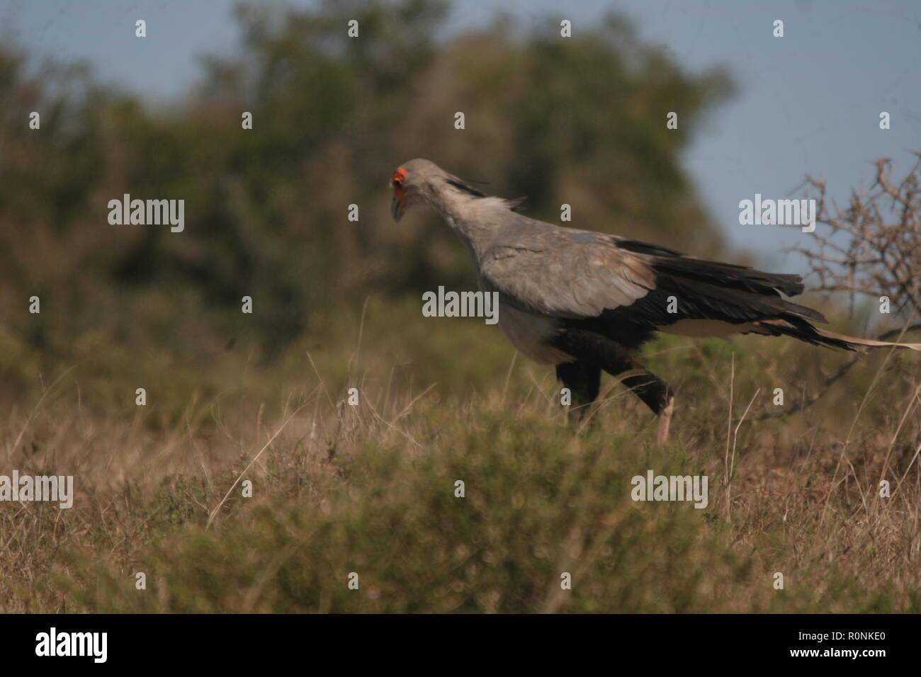 Secretary with legs hi-res stock photography and images - Alamy