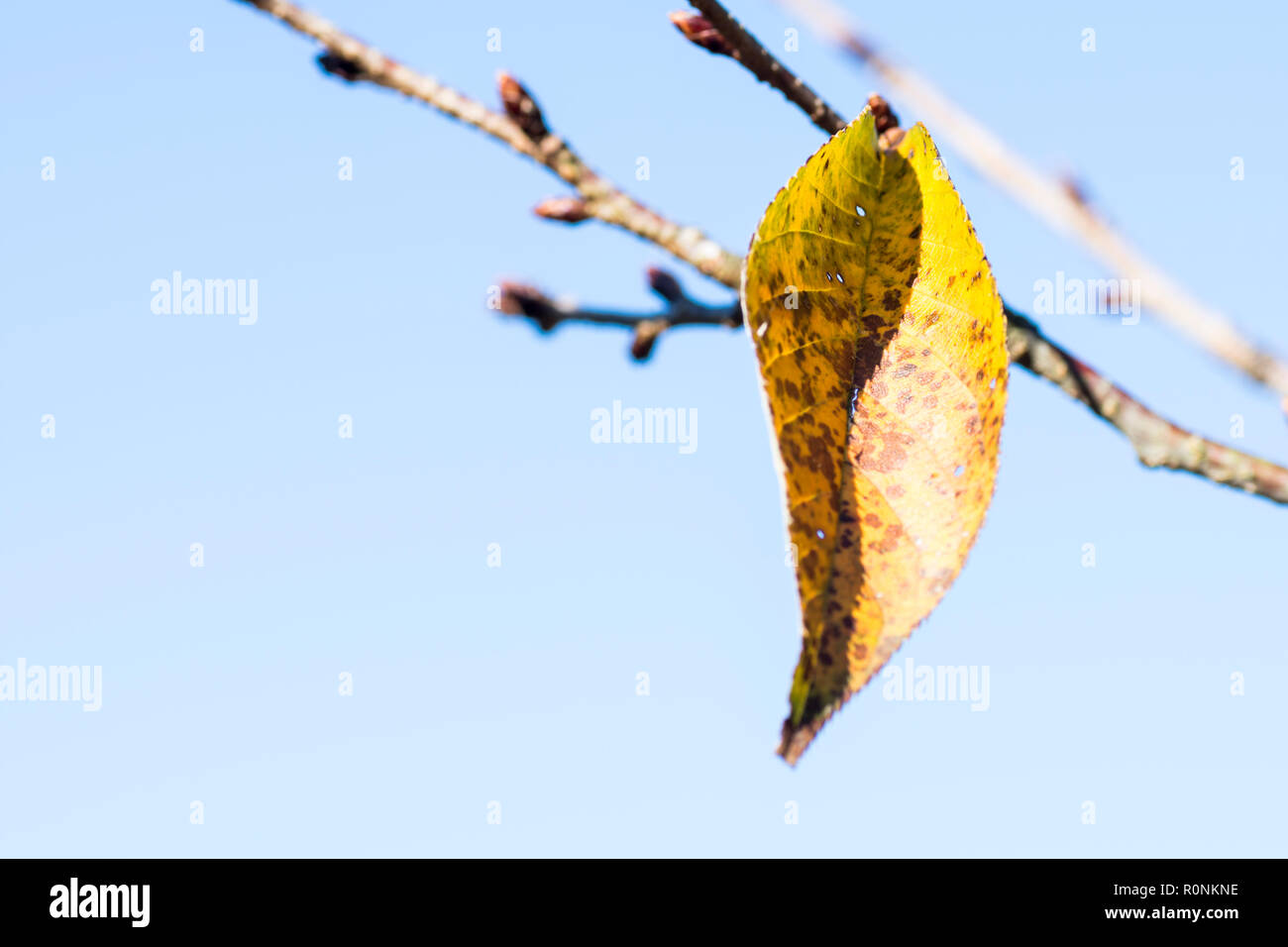 One cherry blossom tree hi-res stock photography and images - Alamy