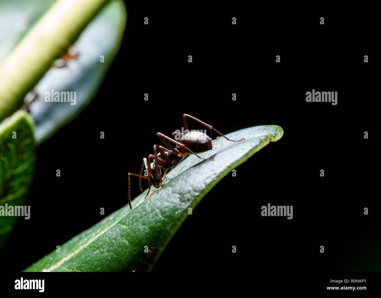 Ants on a leaf hi-res stock photography and images - Alamy