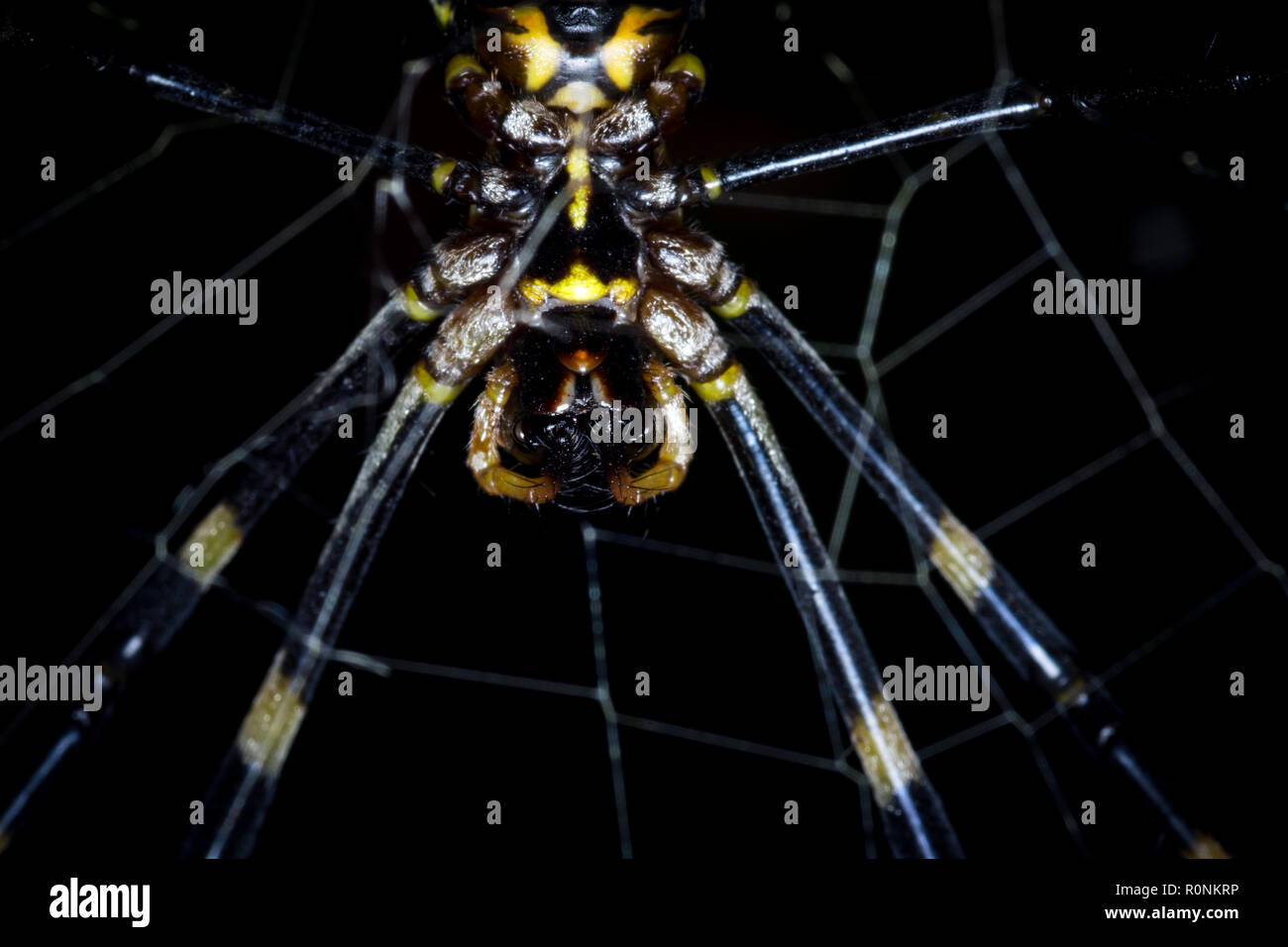 Macro close up shot of tiger yellow and black spider with eyes looking ...
