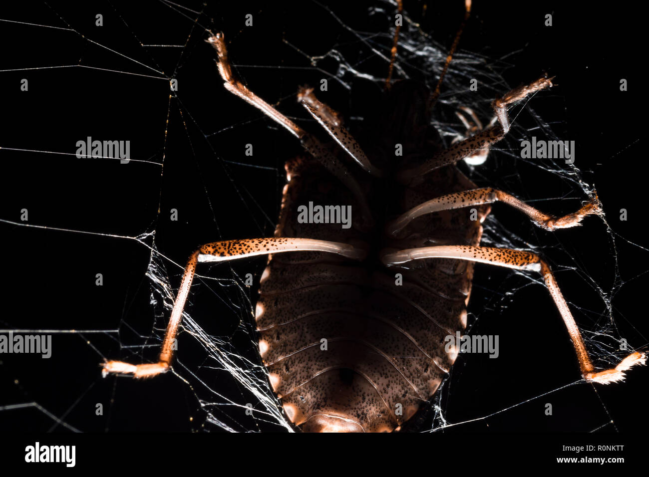 A bug trapped in a spider web. Isolated in black and light is placed ...