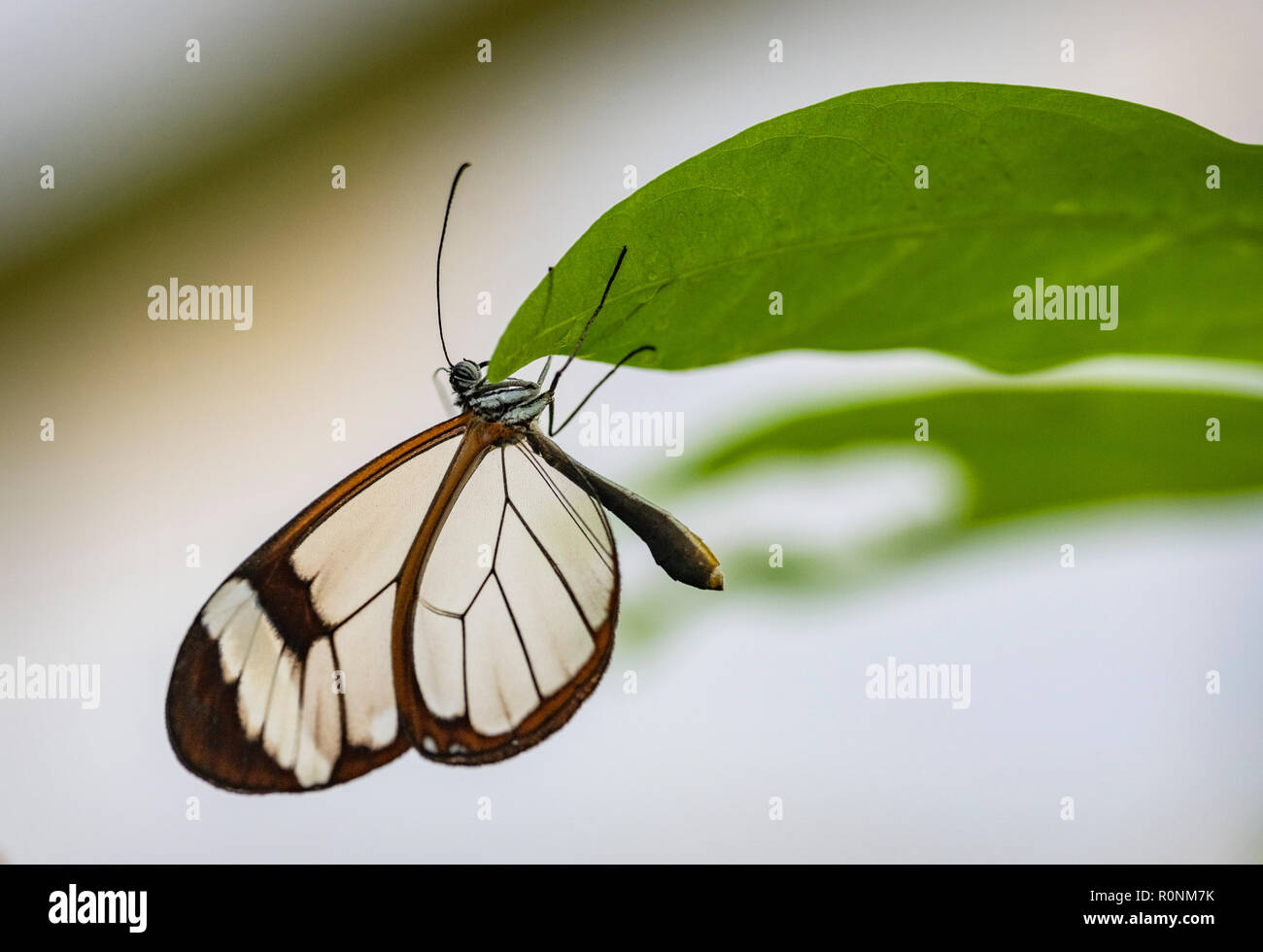 Transparent winged butterfly hi-res stock photography and images - Alamy