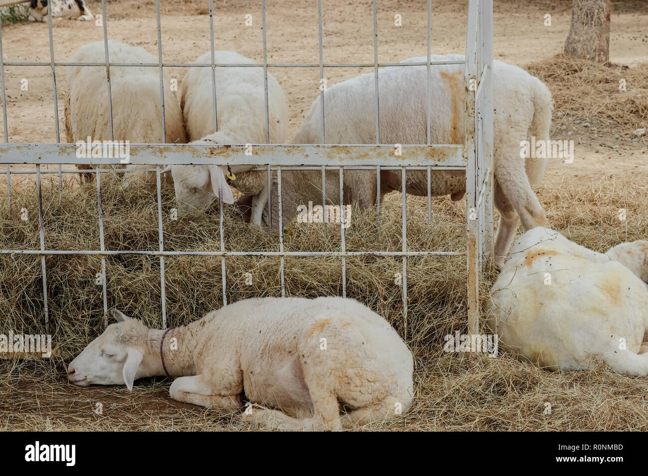 Sleep sheep on farm hi-res stock photography and images - Alamy