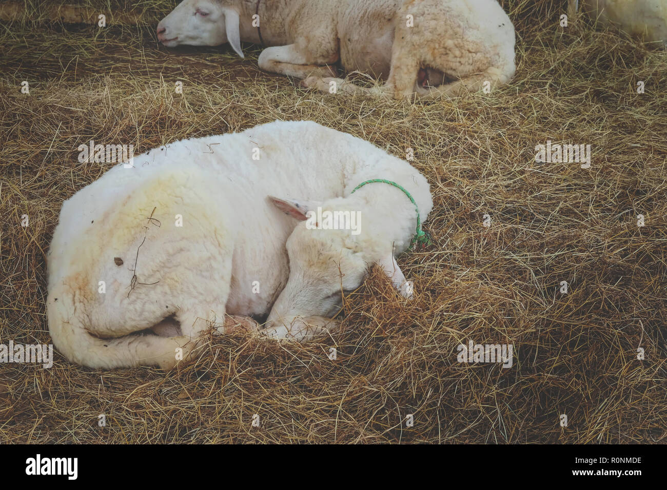 Sleep sheep on farm hi-res stock photography and images - Alamy
