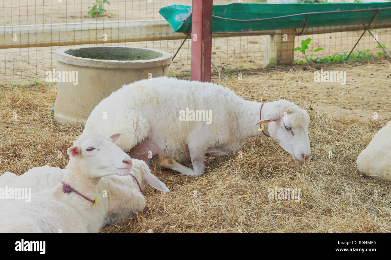 Sheeps eye view hi-res stock photography and images - Alamy