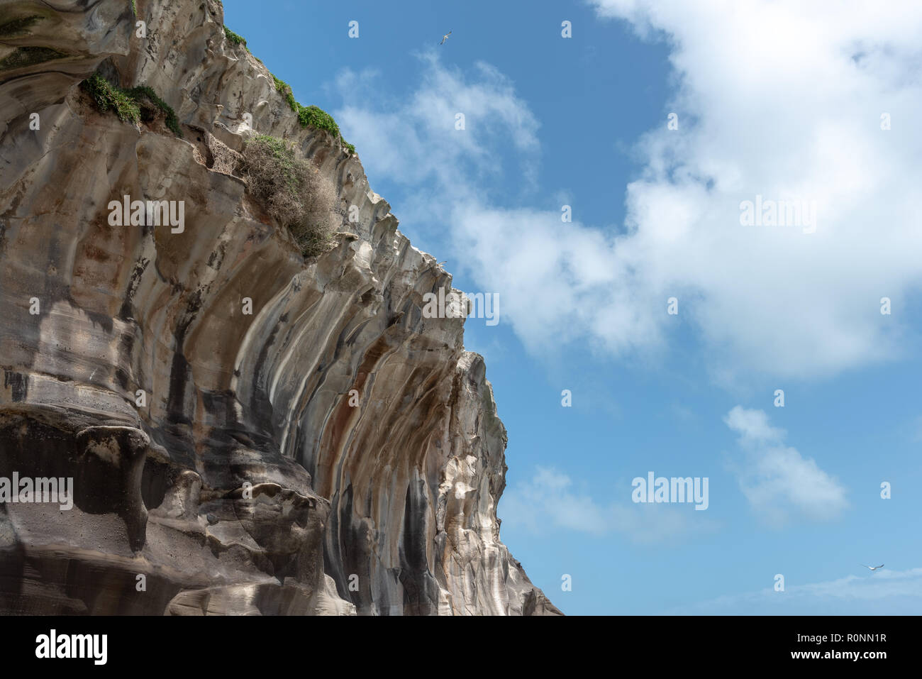 Vertical cliff rising up to the sky at Muriwai Beach New Zealand Stock ...