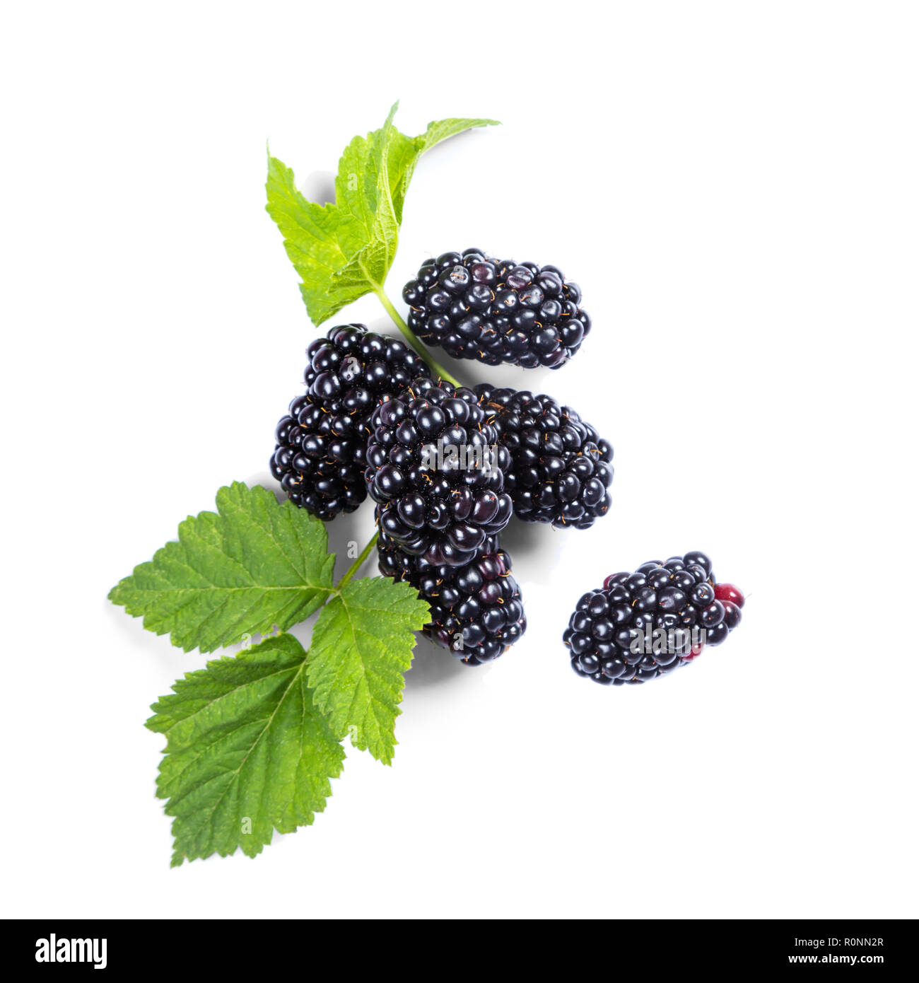 Blackberry pattern isolated on white Stock Photo - Alamy
