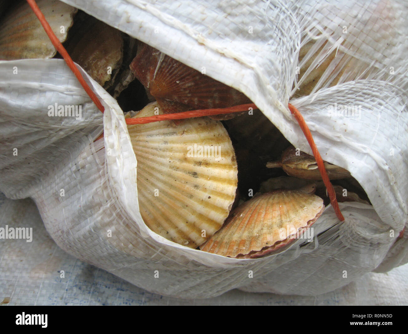 Freshly caught scallops landed from a scallop boat in Kirkcudbright ...