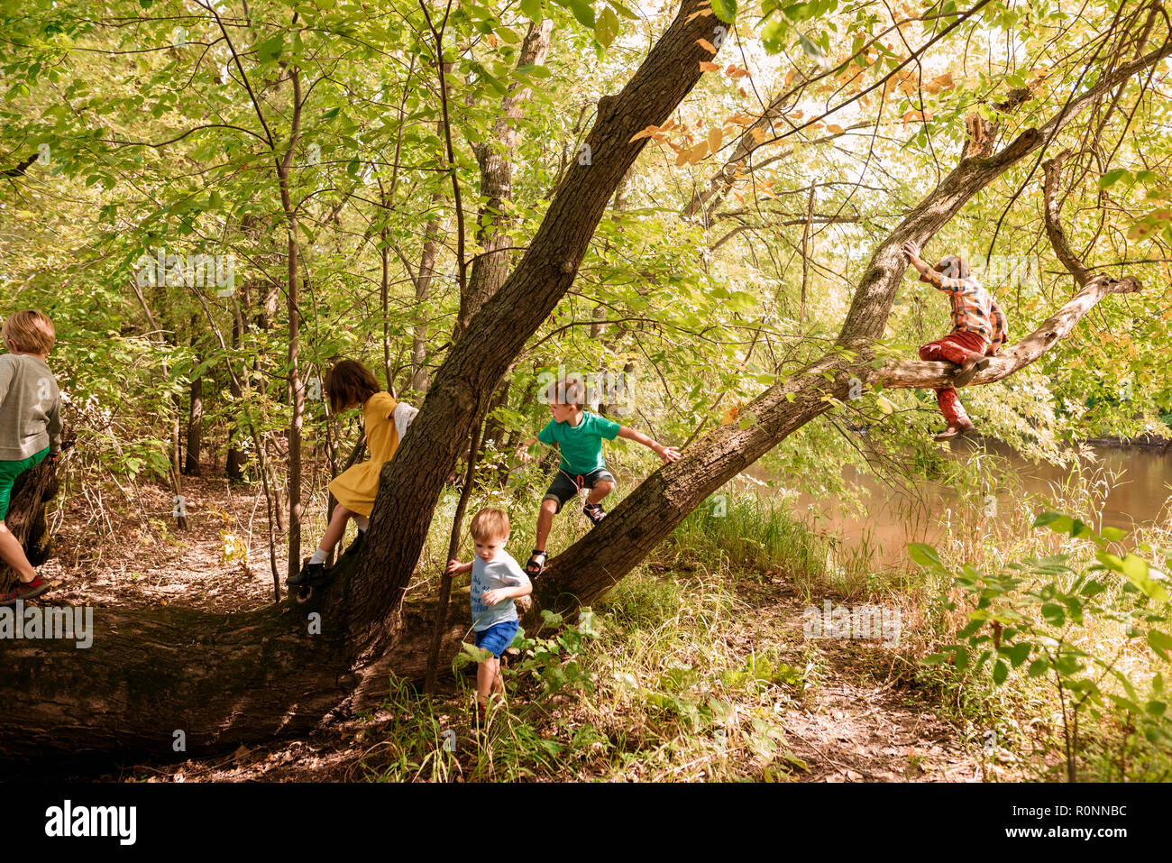 Five children in the forest climbing a tree, United States Stock Photo ...