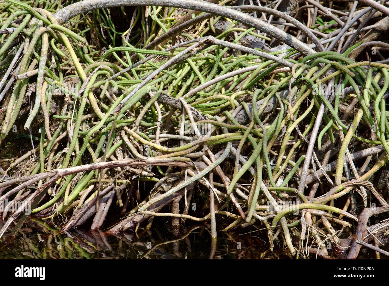 A snake cactus or hanging cactus growing over mangrove roots in Black ...