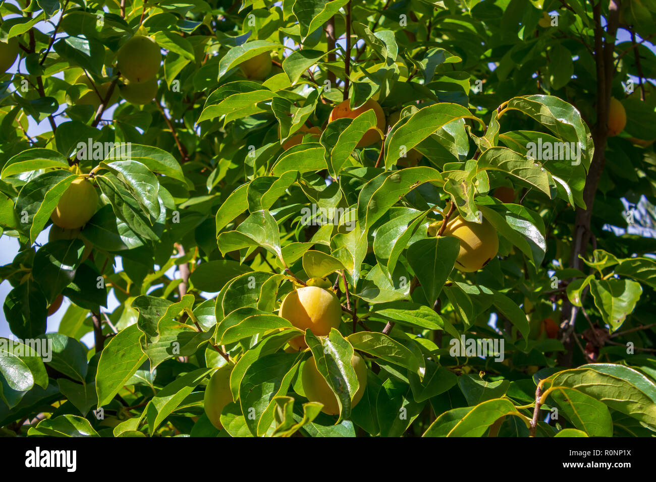 Diospyros kaki, Persimmon Fruit tree Stock Photo - Alamy