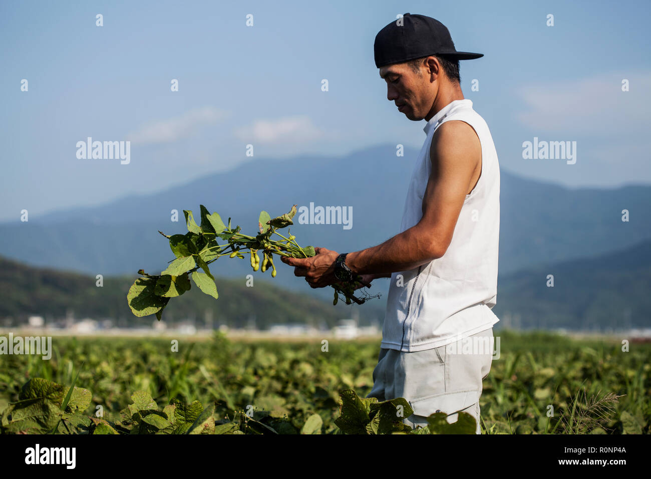 Japanese farmer wearing black cap standing in a field, holding soy bean ...