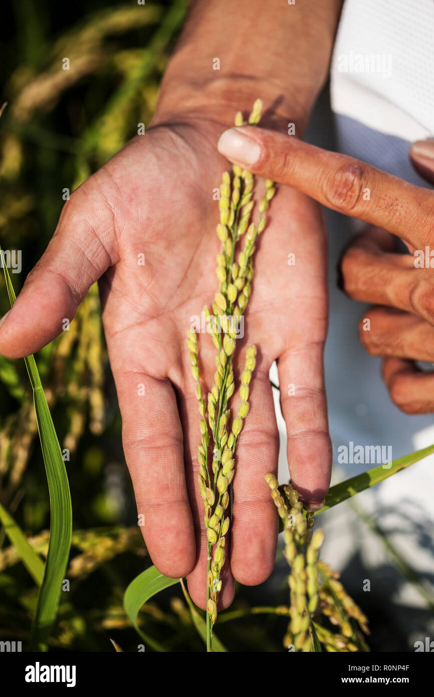 High angle close up of farmer holding rice plant in his palm Stock ...