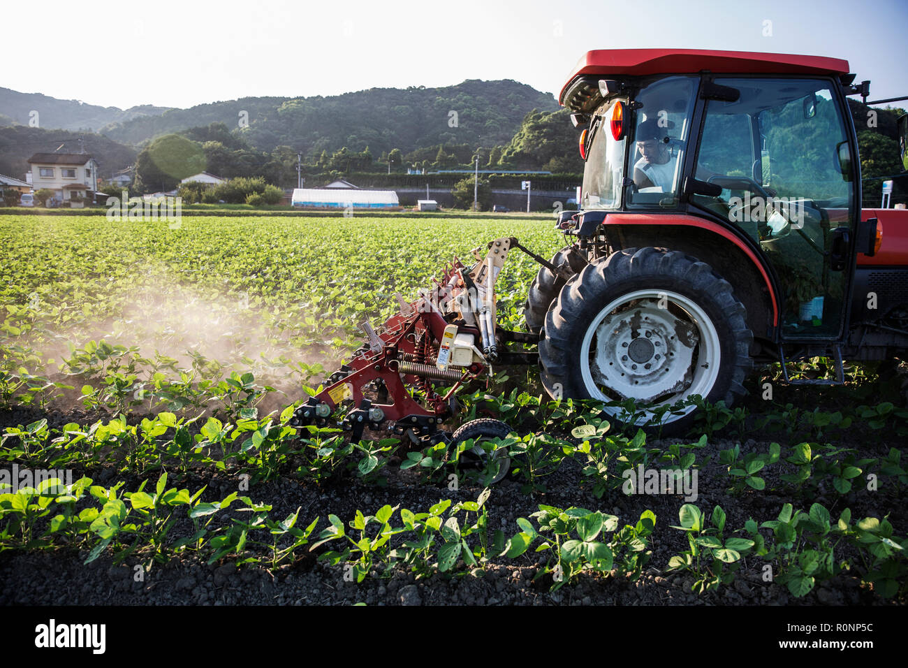 Japanese farmer driving red tractor through a field of soy bean plants ...