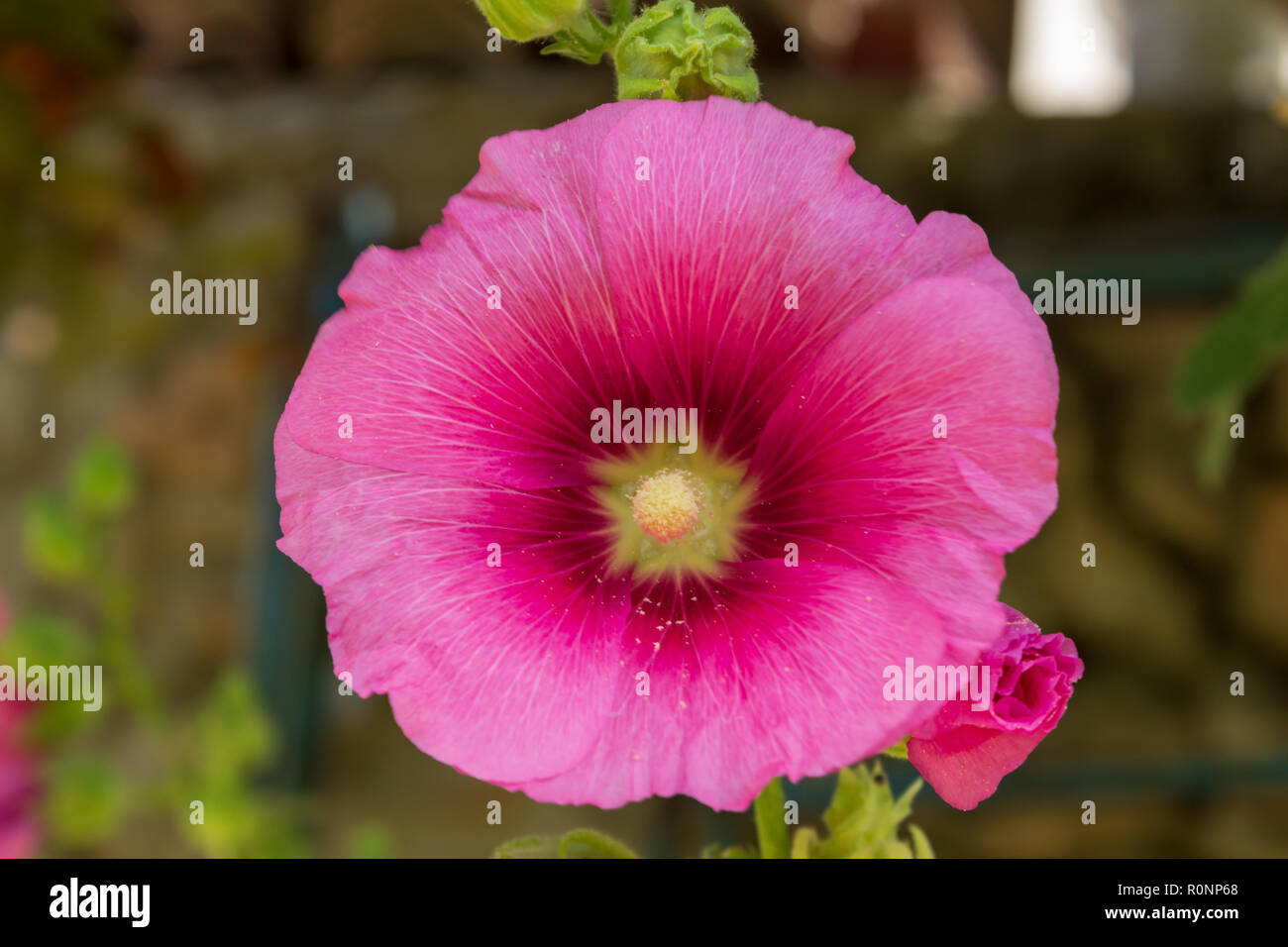Alcea, Pink Hollyhocks in full bloom Stock Photo - Alamy