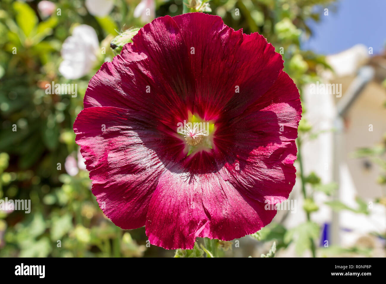Red hollyhocks hi-res stock photography and images - Alamy