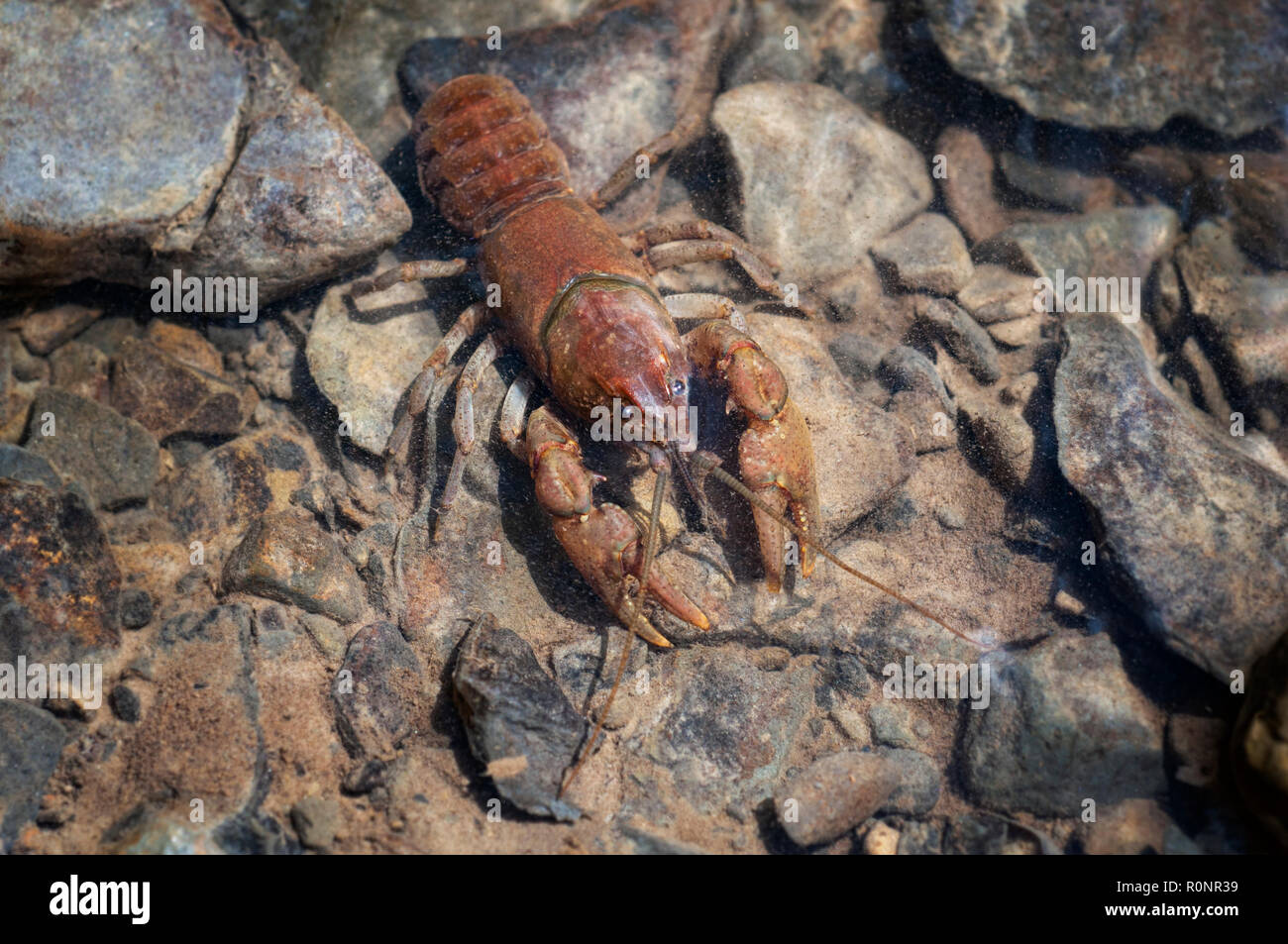Crayfish in shallow water in a pond Stock Photo - Alamy