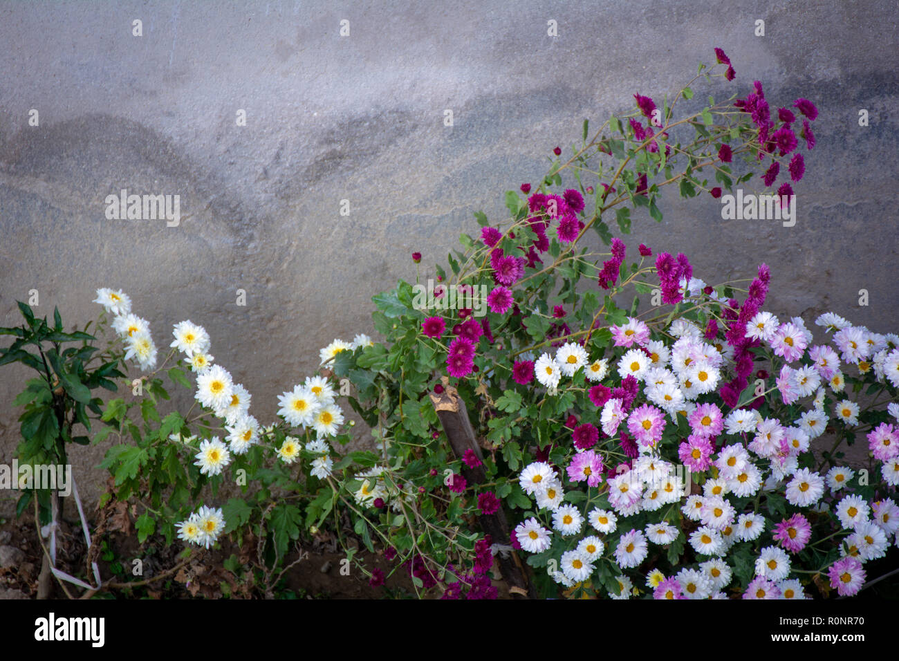 Thank you flower hi-res stock photography and images - Alamy