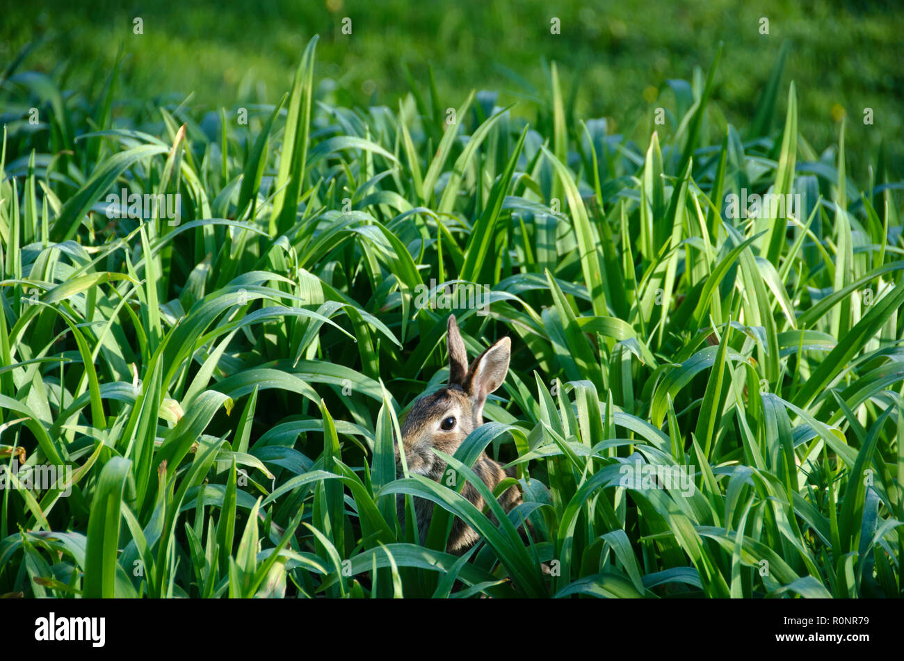 Rabbit hiding in tall grass Stock Photo - Alamy