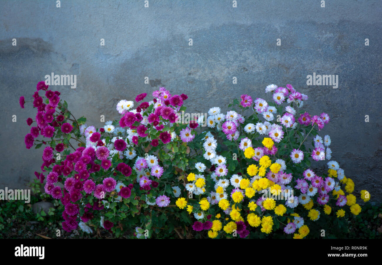 Plenty of colors hi-res stock photography and images - Alamy