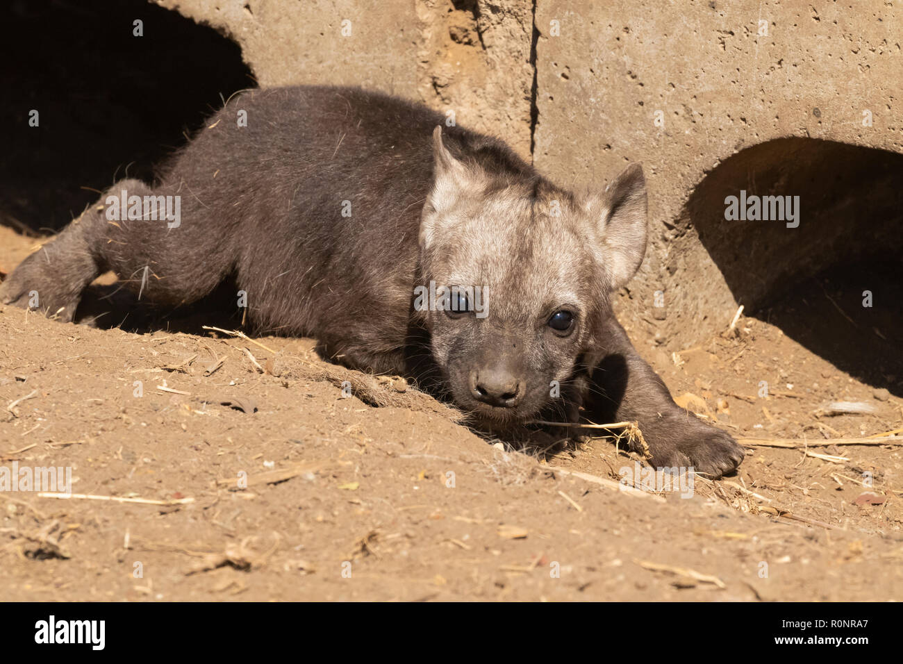 Baby spotted hyena lying hi-res stock photography and images - Alamy