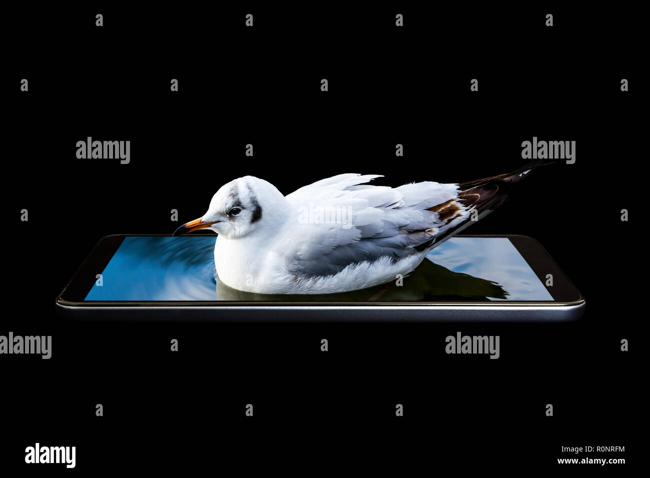 A conceptual creative 3D volumetric photo of a bird floating, sitting ...