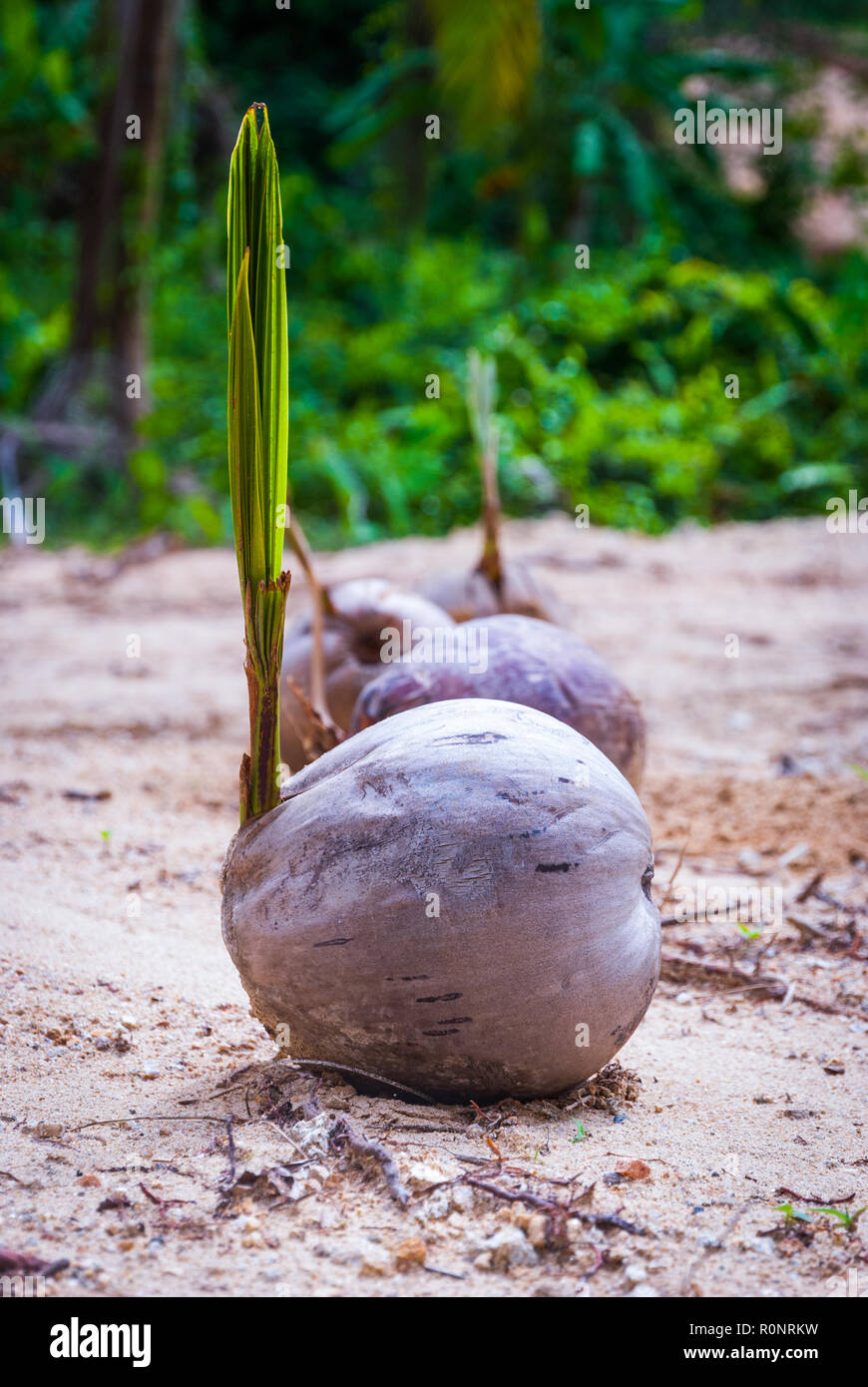 Baby Coconut Palm Tree