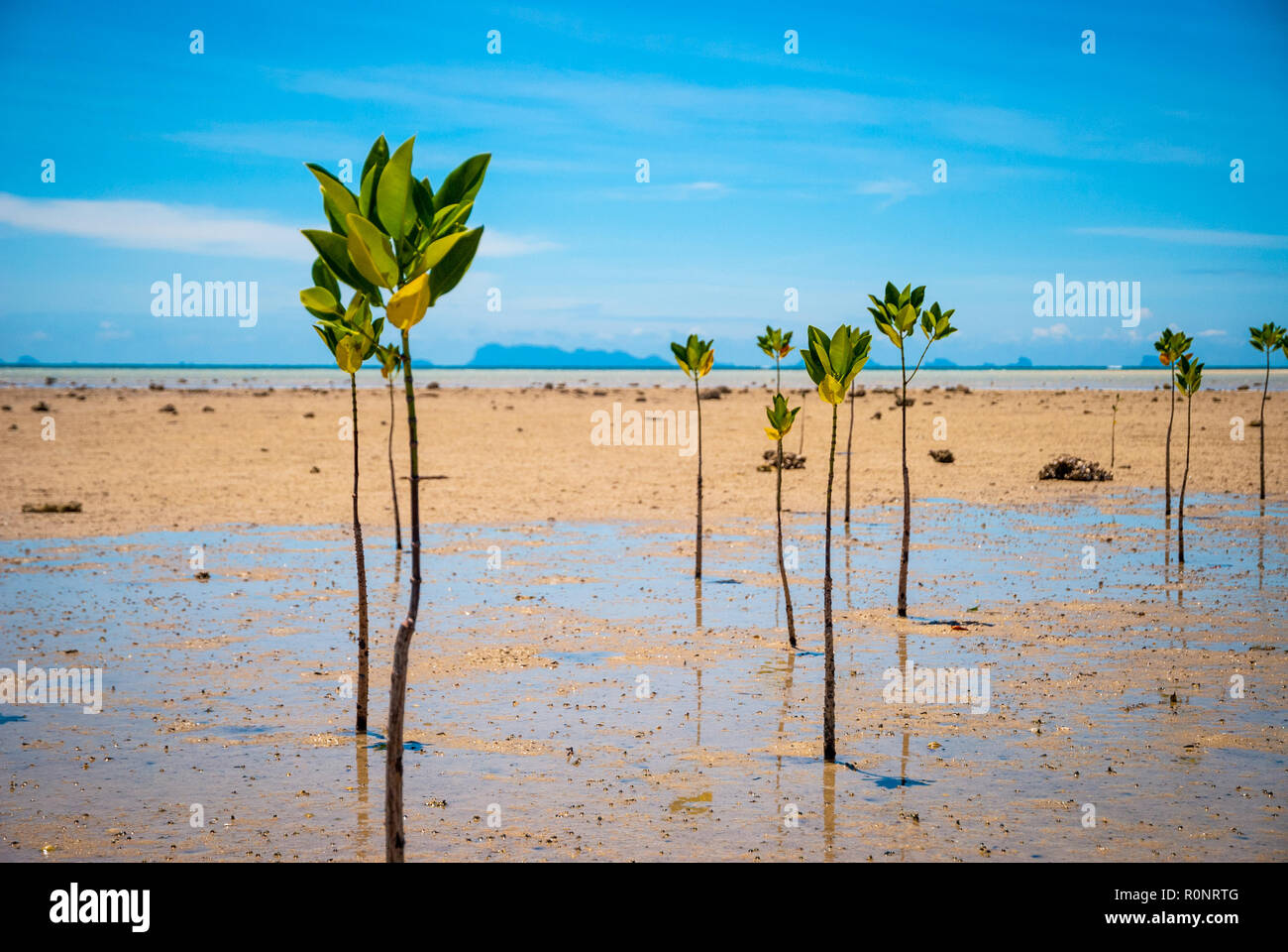 Leaf lake tide hi-res stock photography and images - Alamy