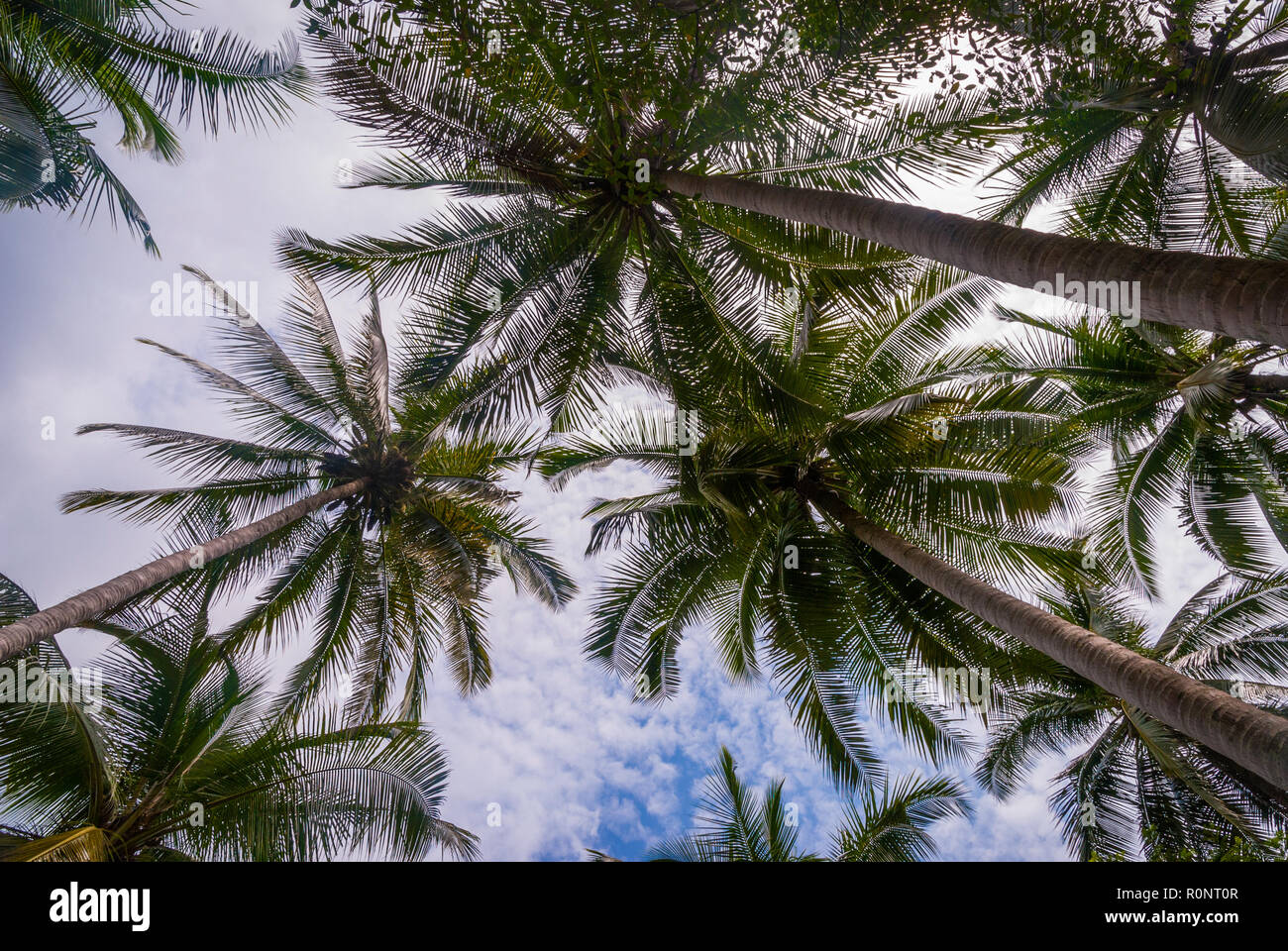 Palm trees from below, tropical summer background Stock Photo - Alamy