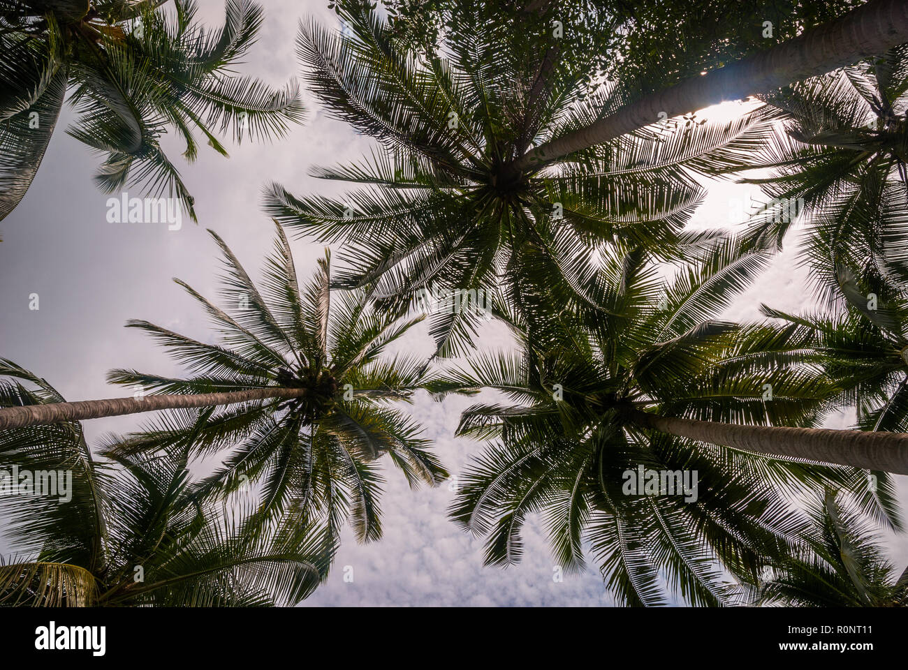 Palm trees from below, tropical summer background Stock Photo - Alamy