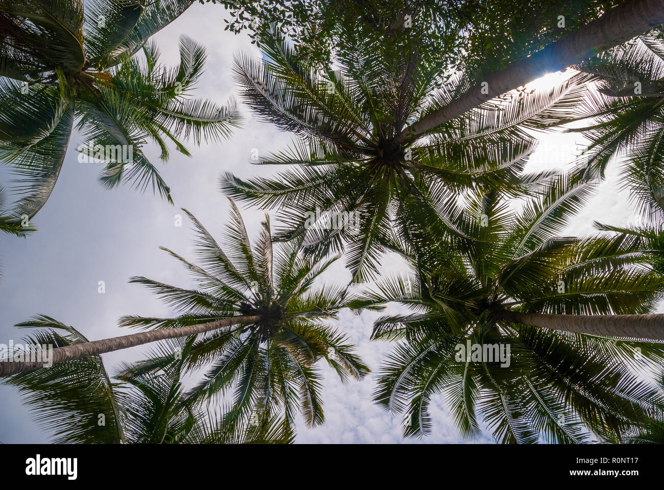 Trees from below hi-res stock photography and images - Alamy
