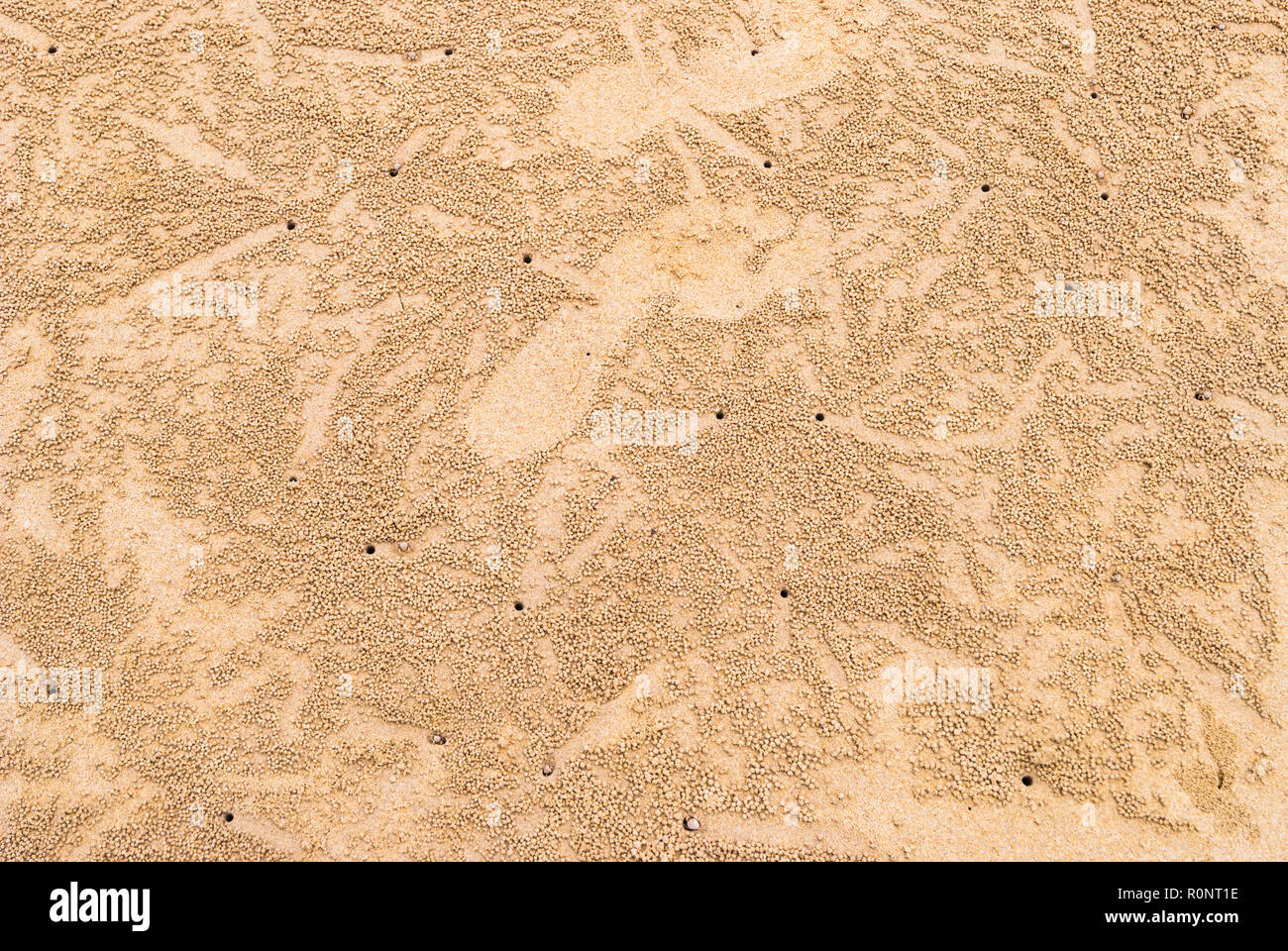 Mole crab hi-res stock photography and images - Alamy