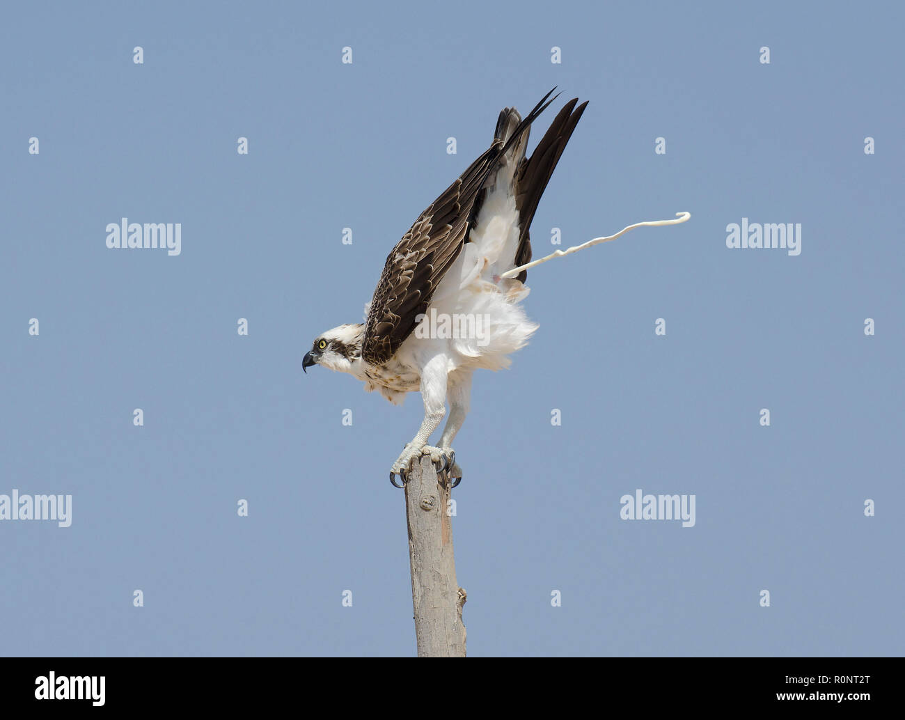 Defecate Defecating High Resolution Stock Photography and Images - Alamy