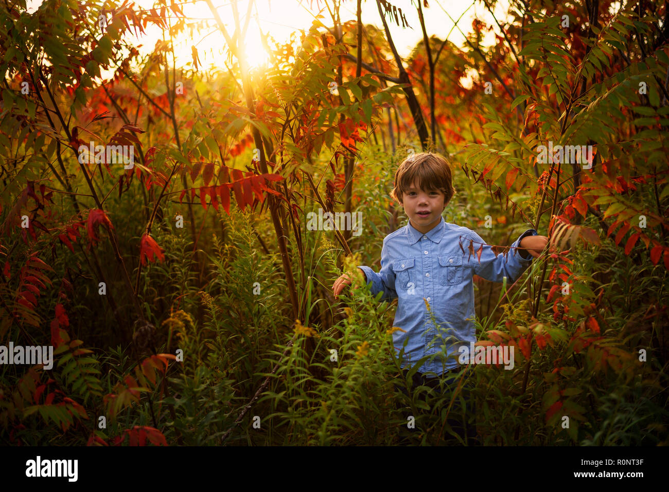 Boy walking through sumac field at sunset, United States Stock Photo ...