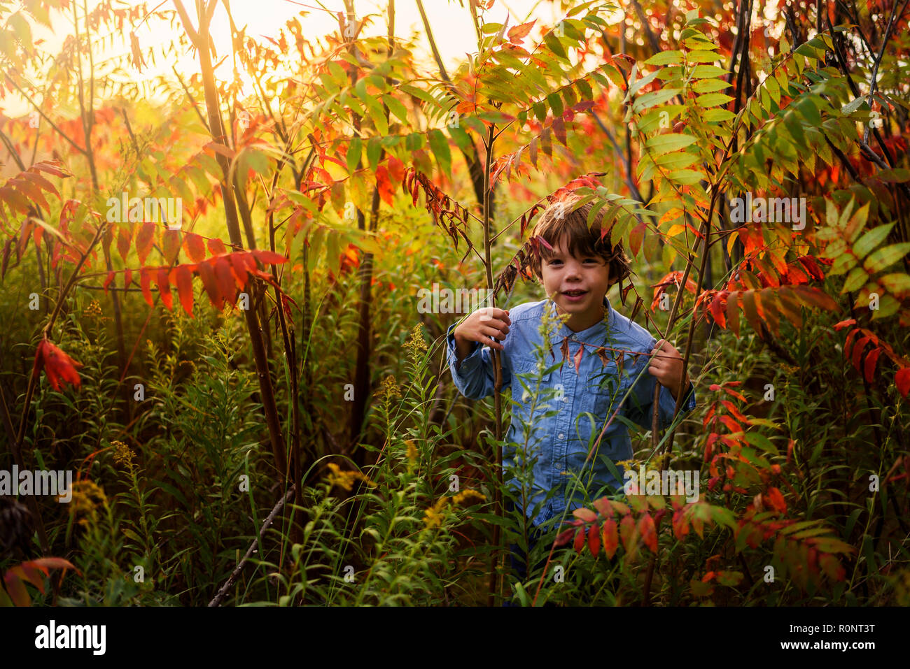 Boy walking through sumac field at sunset, United States Stock Photo ...