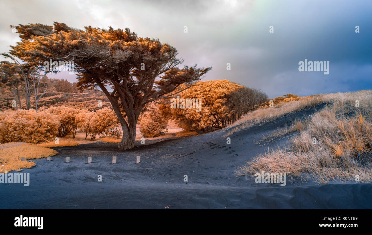 Infrared image of vegetation amongst sand dunes under an overcast sky ...